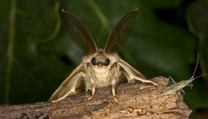 Miedo A Las Polillas: Causas, Síntomas, Tratamientos
