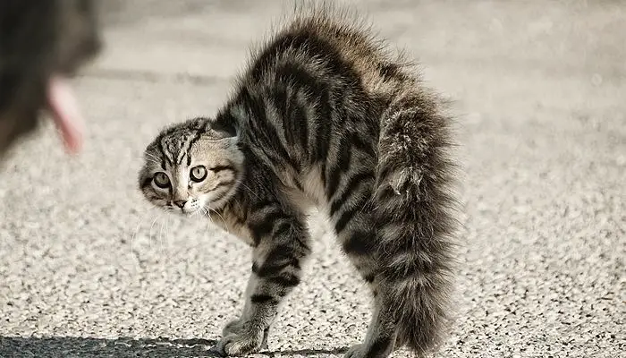 El Miedo A Los Gatos: Causas, Síntomas, Tratamientos